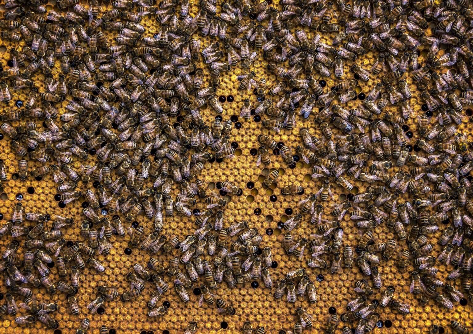 Bee Democracy - Symbeeosis